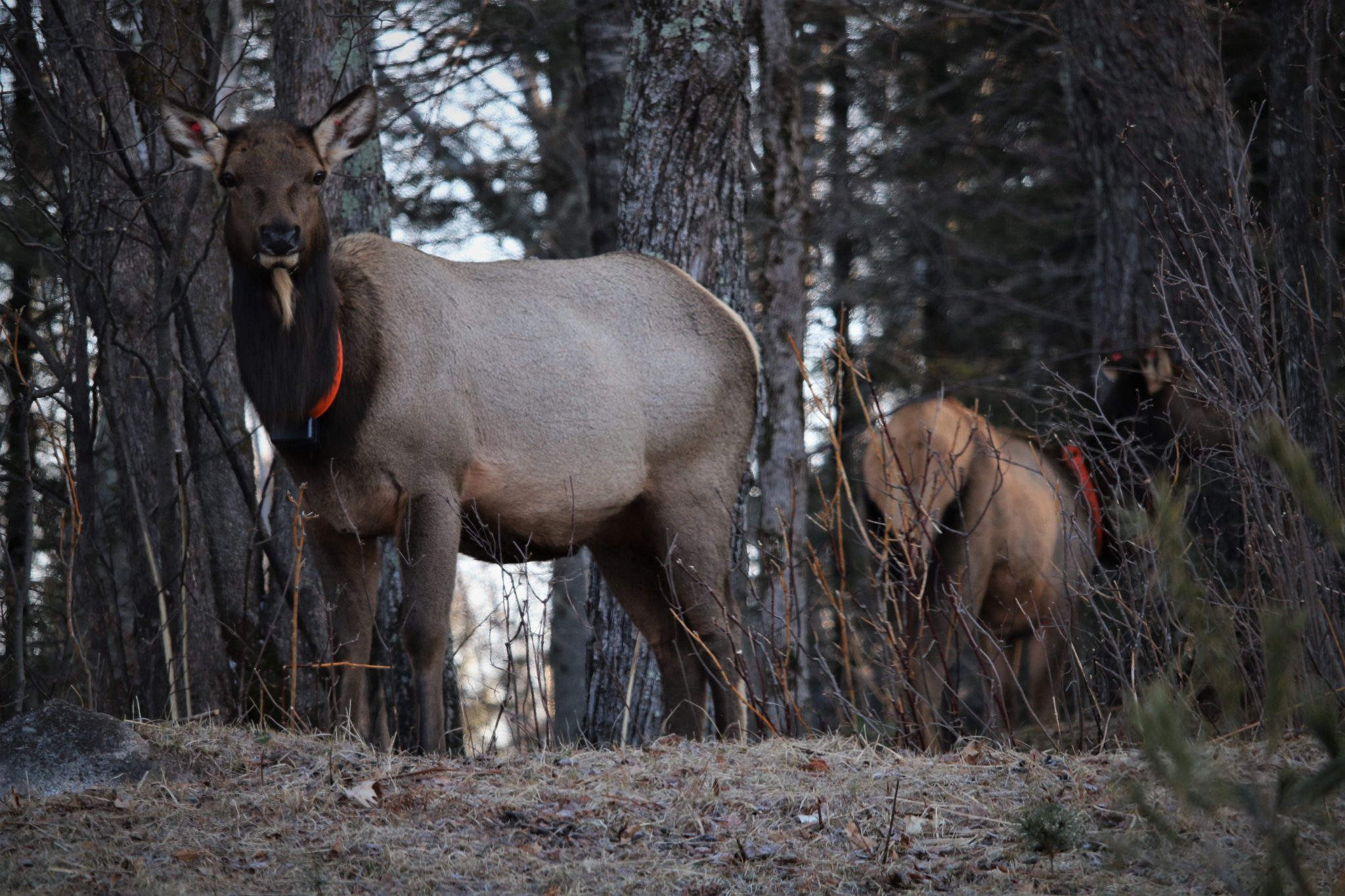Wisconsin Elk Project – Van Deelen – Drake Lab