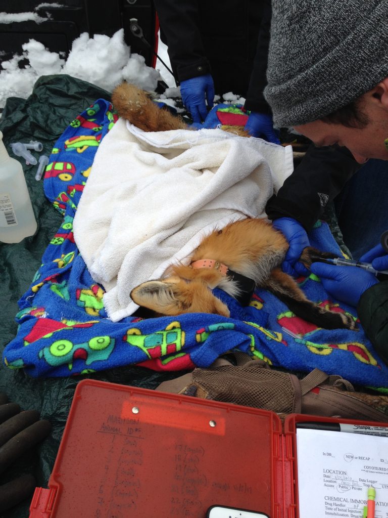 UW Urban Canid Project – Van Deelen – Drake Lab