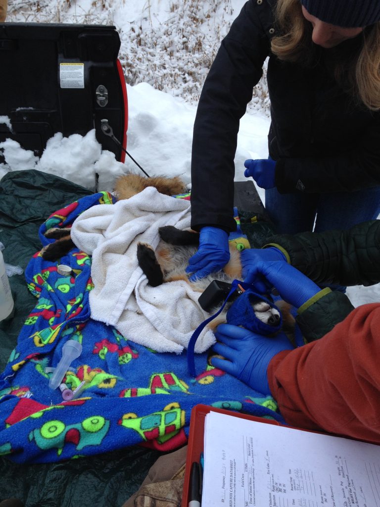 UW Urban Canid Project – Van Deelen – Drake Lab