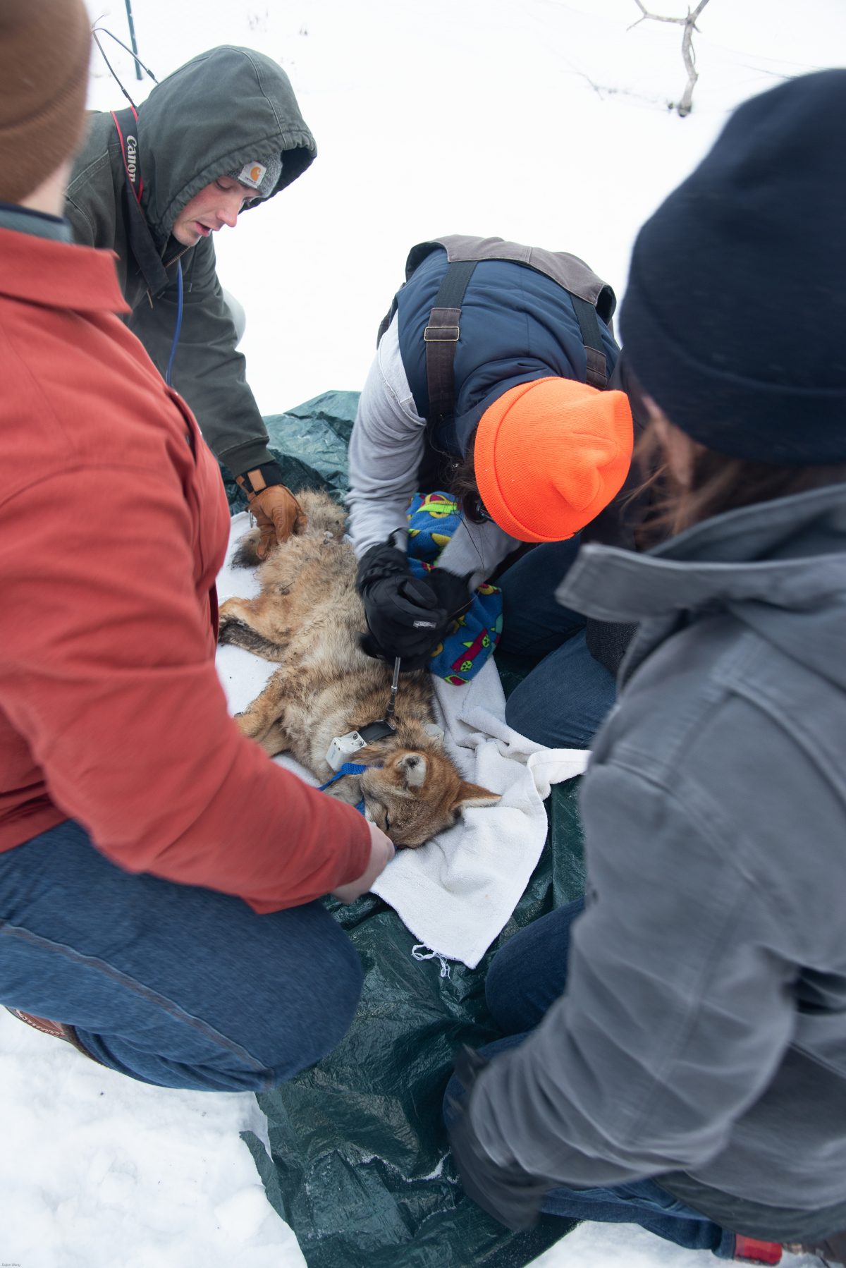 UW Urban Canid Project – Van Deelen – Drake Lab