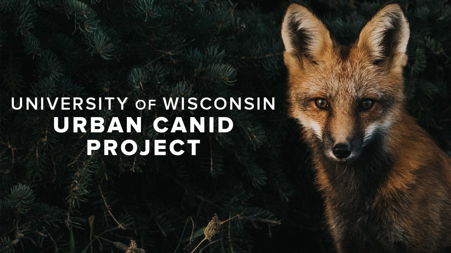 UW Urban Canid Project – Van Deelen – Drake Lab